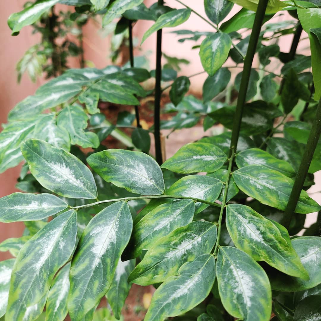 Sauropus androgynus – Madhura cheera/Multivitamin plant – MY LITTLE ...