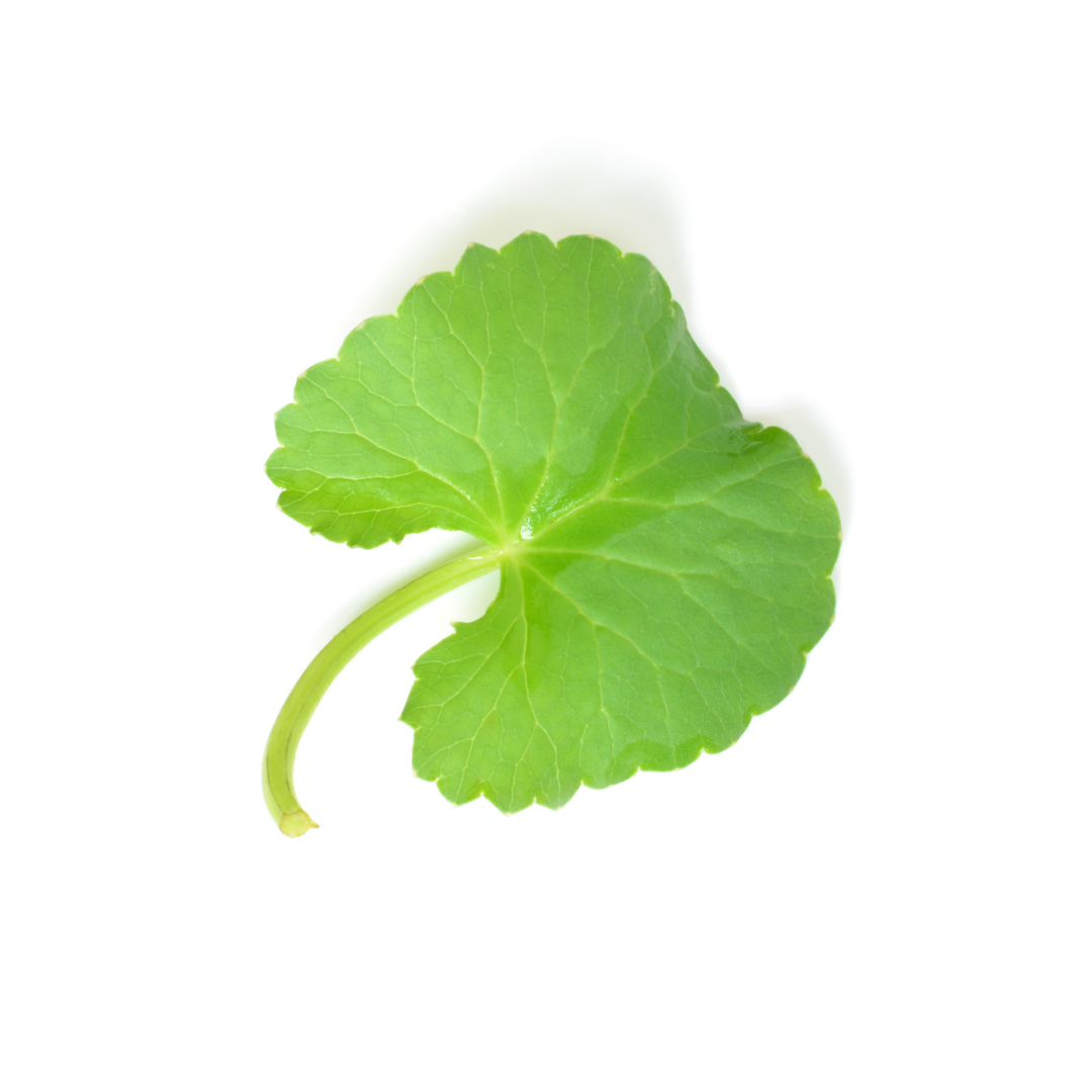 Which is the real Brahmi? – MY LITTLE THOUGHTS LANE