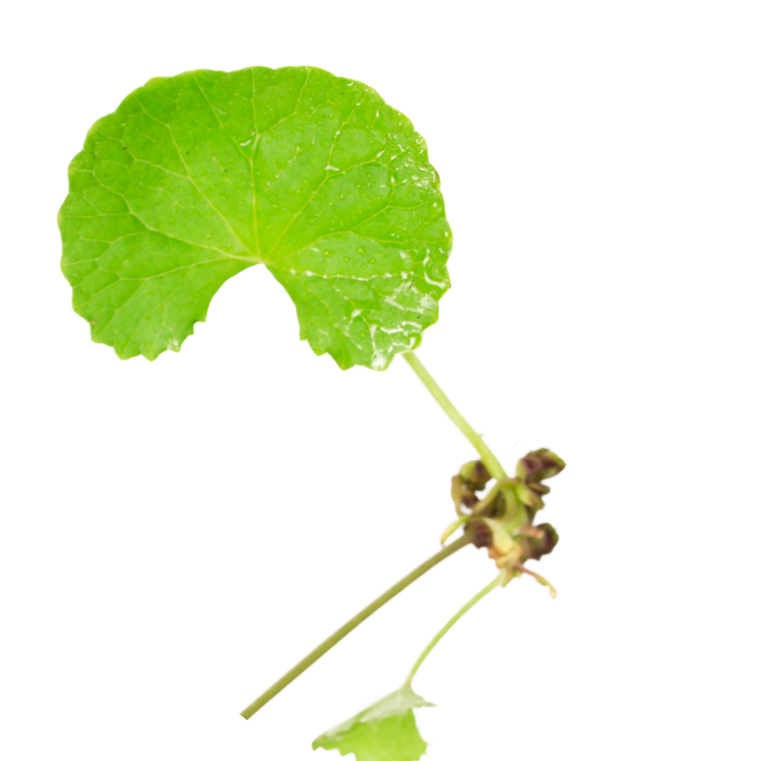 Which is the real Brahmi? – MY LITTLE THOUGHTS LANE