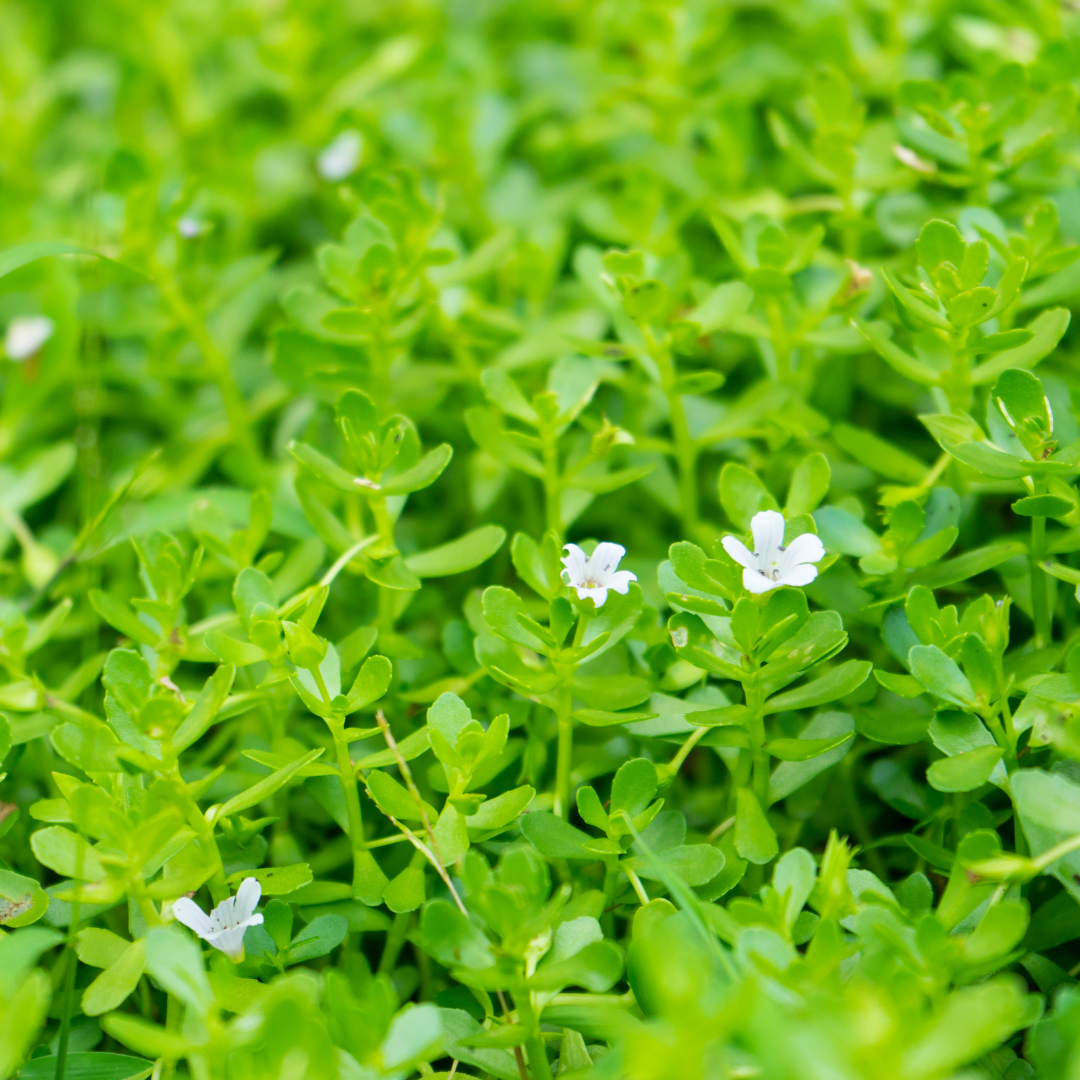 Which is the real Brahmi? – MY LITTLE THOUGHTS LANE