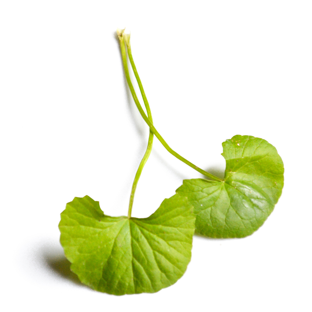 Which is the real Brahmi? – MY LITTLE THOUGHTS LANE