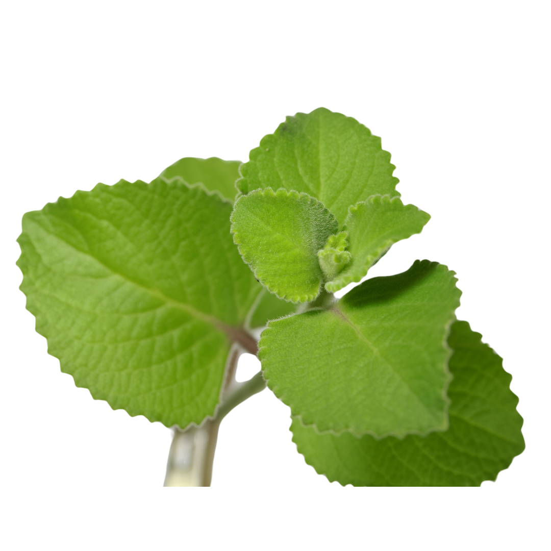 Coleus amboinicus -Indian Borage – MY LITTLE THOUGHTS LANE